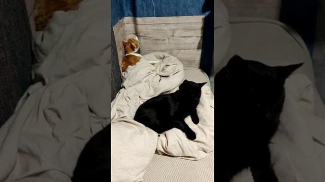 Когда у тебя живет куча котов.