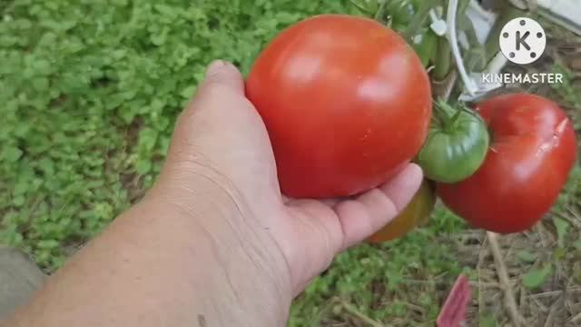 Сибирь. Обзор и деустация томата Фатер Рейн.