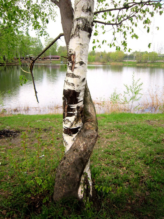 Два дерева. Автор Макарова Наташа. Стихи о жизни.