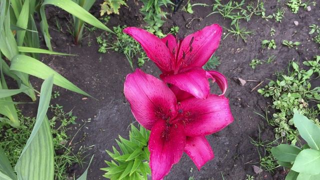 Красивые кадры роста лилии. Лилия обыкновенная - украшение дачного участка