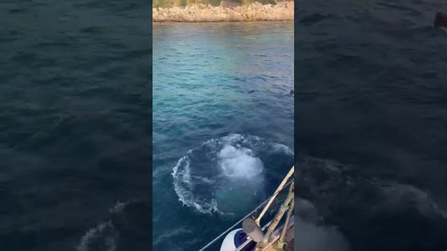 За борт прыгнула