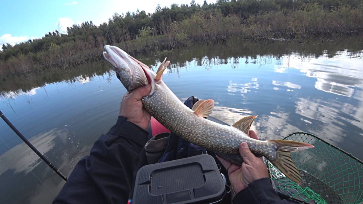 щука с лодки на спиннинг