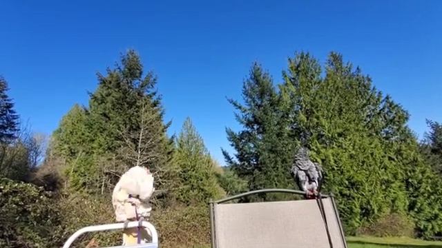 Попугаи Жако и Какаду мило отдыхают вместе