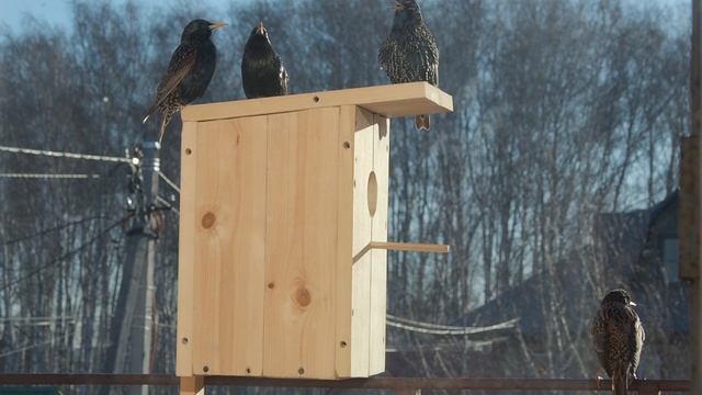 Весенняя песня.mp4