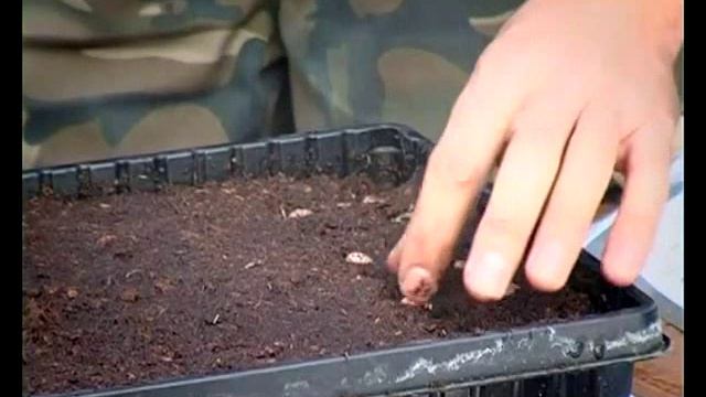 02  Ошибки при посадке семян и рассады. Errors when planting seeds and seedlings Очень Интересно