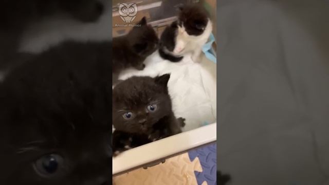 - Возьмите меня на ручки!