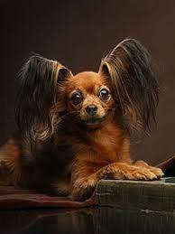 Многопородная выставка собак от 14 ареля 2018 года (Ассоциация кинологов Украины) Кривой Рог