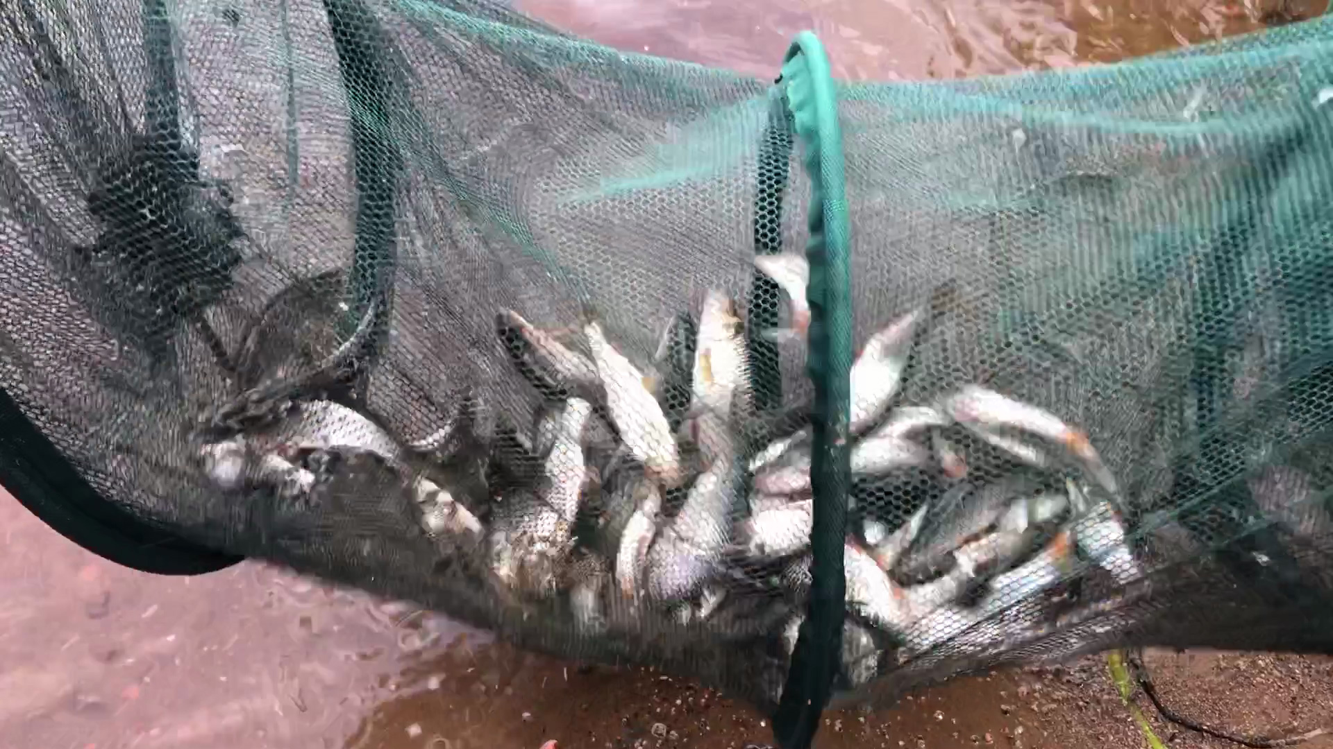 Ловля плотвы на маховую удочку в начале лета