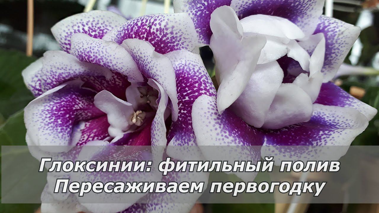 Фитильный полив глоксинии. Пересаживаем первогодку.