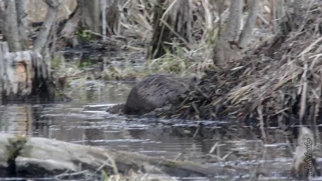 БОБРЫ ПОСЛЕ ЗИМЫ