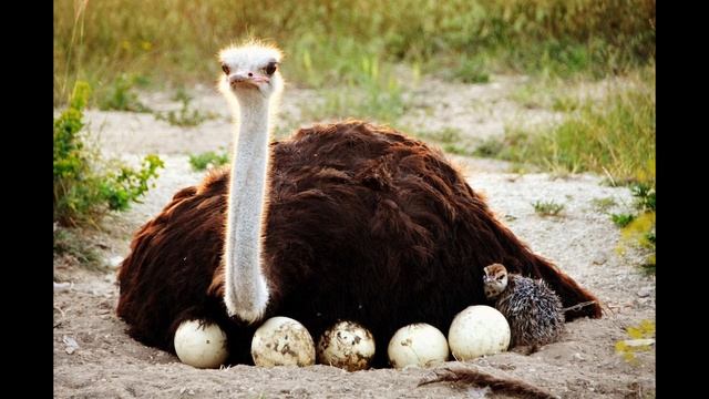 Африканский страус