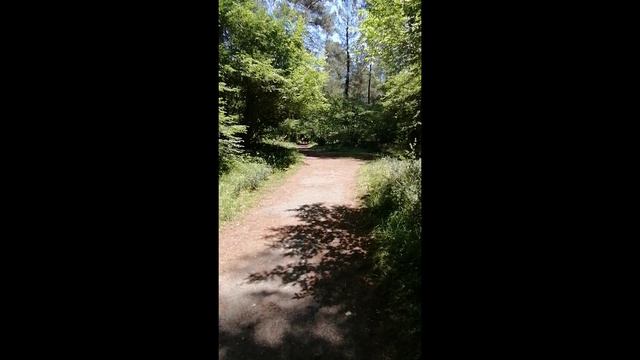 На пляж Пицунды через лес