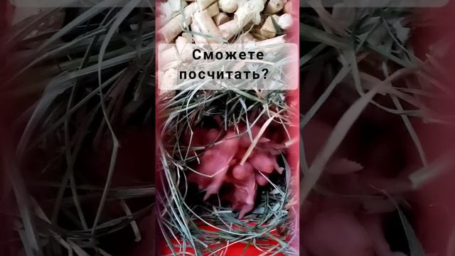 Так выглядят новорожденные хомячки