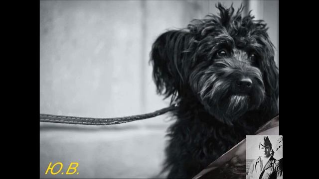 анс. Воркутинцы. Мой славный пёс ( Бродяга пёс).mp4