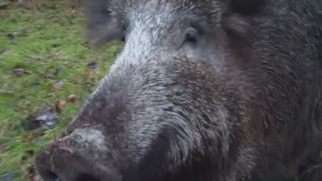 [ПЕСНЯ] Лесной Кабан