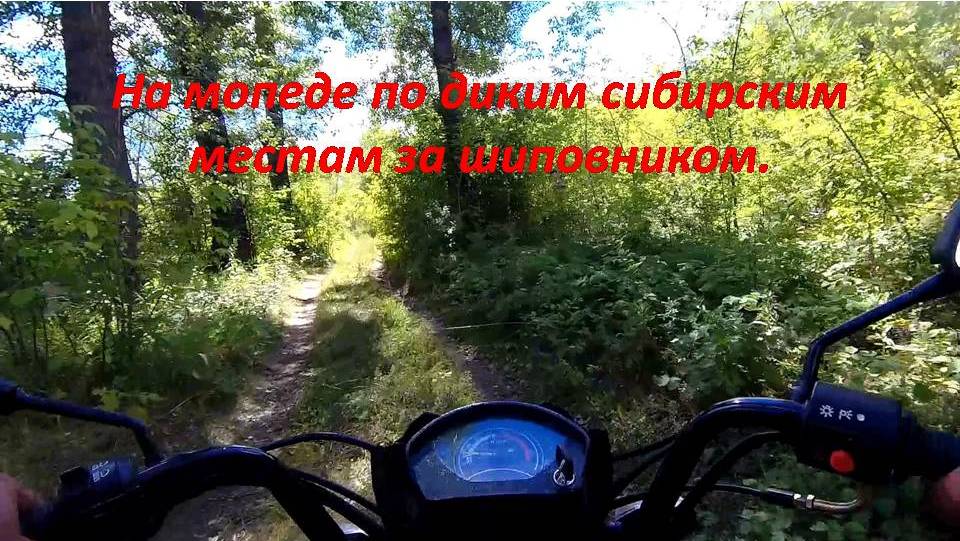 На мопеде РУБИКОН по диким Сибирским местам за шиповником.