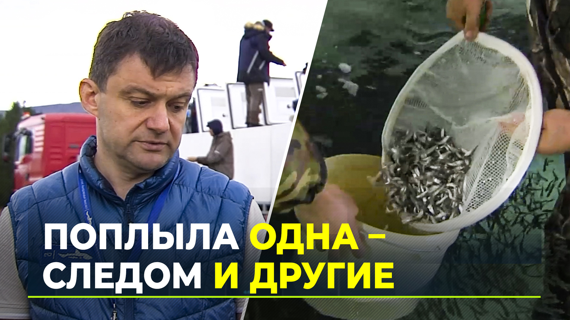 Резвая молодёжь: мальки муксуна отправились в свободное плавание