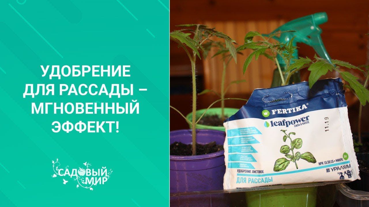 Удобрение для рассады – мгновенный эффект!