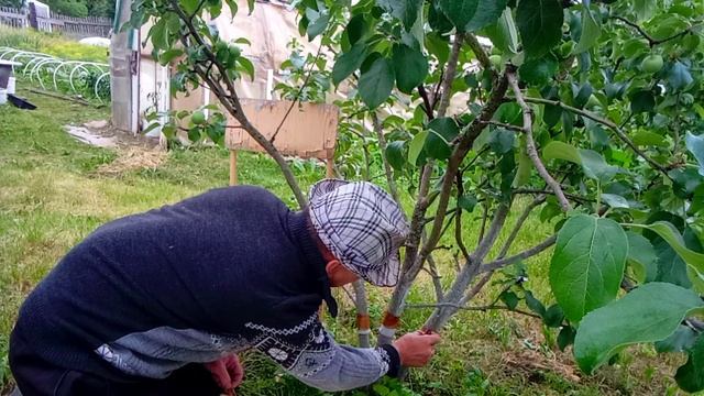 Ловушка для муравьёв, для садоводов