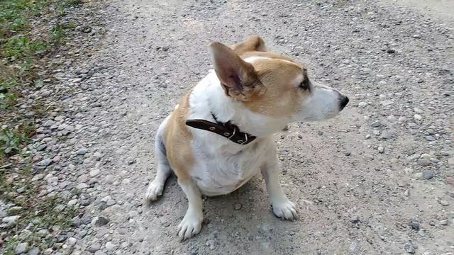 🐶#Забавные_животные_😂_#собаки_ 🐕_#видео