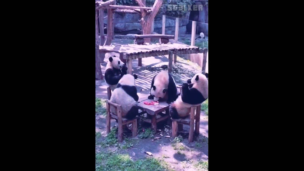 Новое Простоквашино