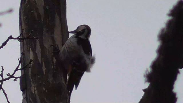 Белоспинный дятел стучит по дереву, звуки барабанной дроби