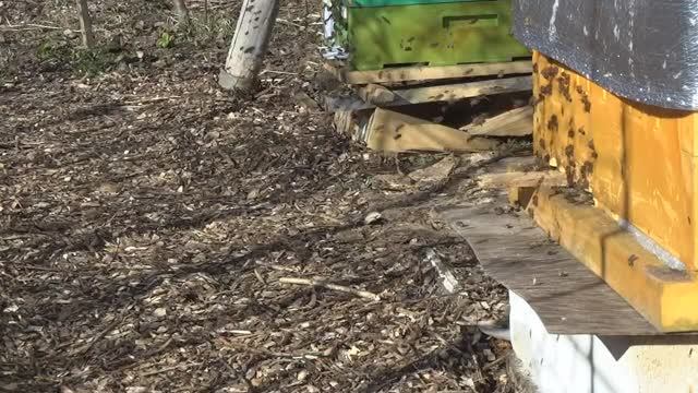 А теперь вместе 26.03 15.27 Канаковский р-н  Твер. обл.10 + 16 рамочник по методу Моно-Гнездо