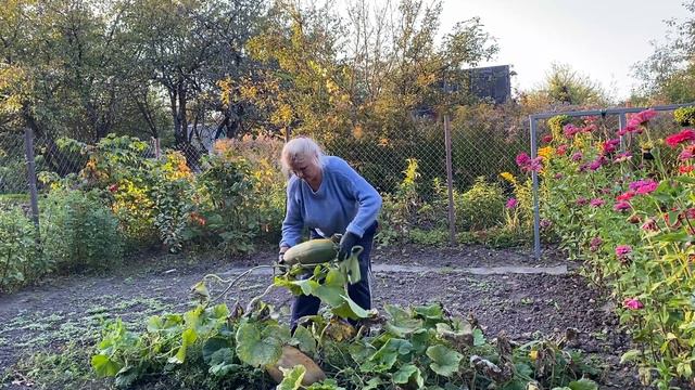 Пилим сухие ветки на яблоне, убираем оставшийся урожай овощей.