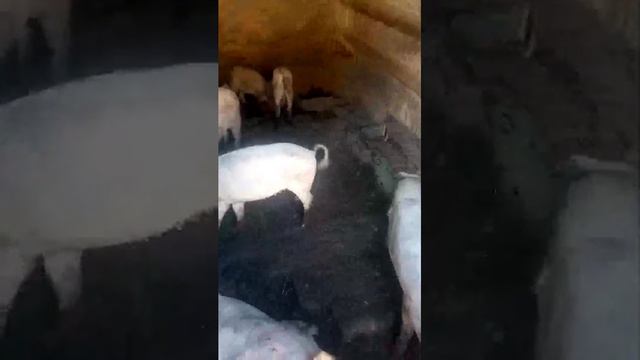 свини как жизненно важных дел России