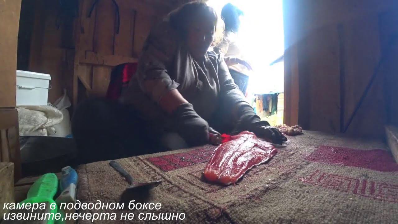 АБОРИГЕНКА. РАЗДЕЛКА РЫБЫ ДЛЯ СЕМУЖНОГО ПОСОЛА ИЗ КЕТЫ. ОСЕННЯЯ ПУТИНА 2020. ЖИЗНЬ В ГЛУБИНКЕ.