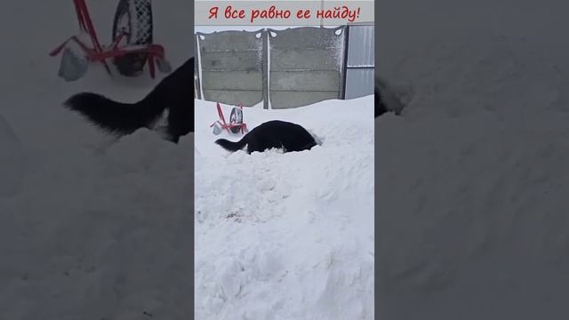 Марта и снег - потеряла косточку!