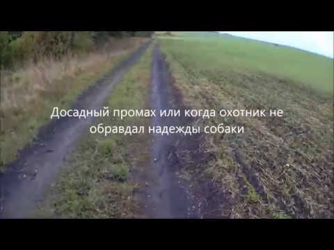 Охота на куропаток с курцхааром. Досадный промах.