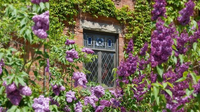 Юлия Капризова - Сирень и плющ...история любви