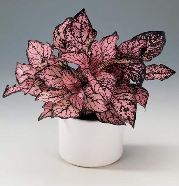 ПРИЩИПКА И ПЕРЕВАЛКА ГИПОЭСТЕСА!