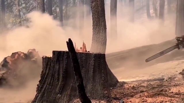 Чудо дерево - это надо увидеть своими глазами.