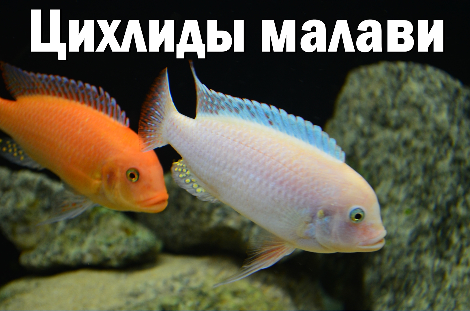 Цихлиды малави  cichlids malawi.