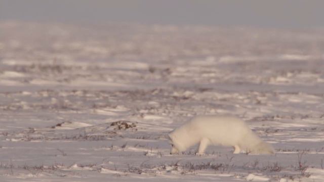 SM2ed Think and learn video L6 U8