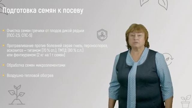 7. Технология возделывания гречихи