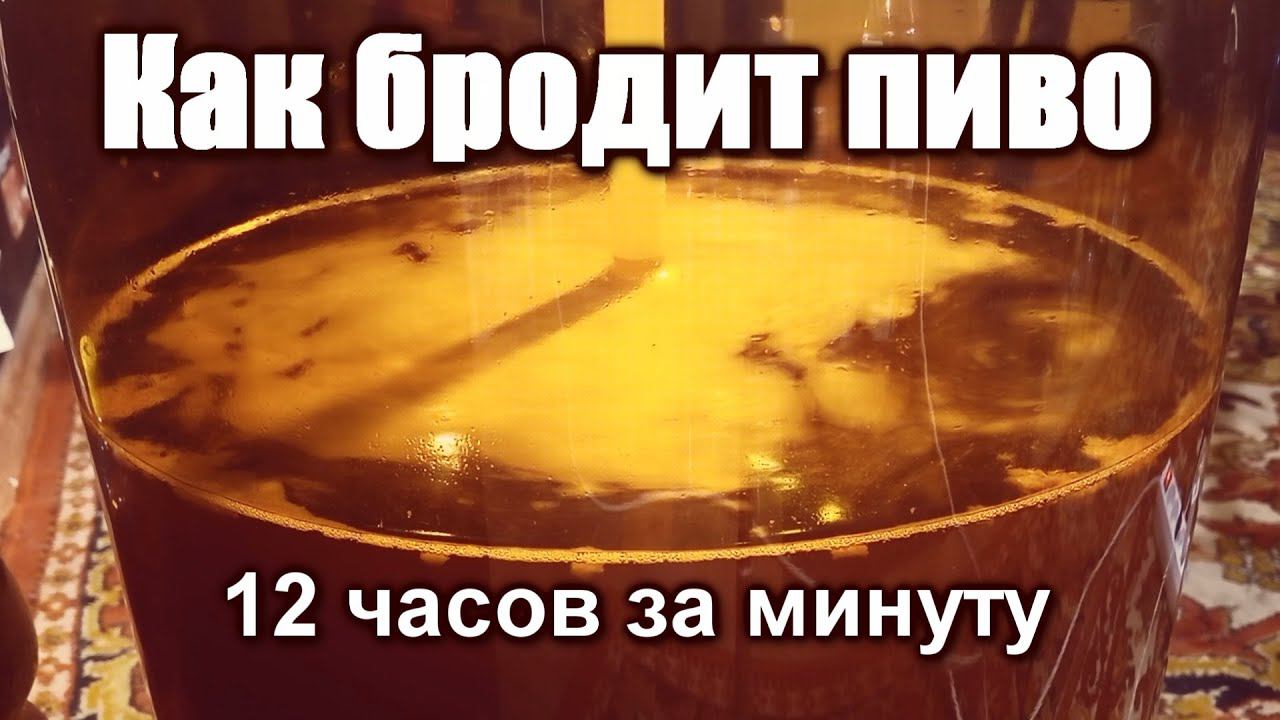 Как бродит пиво,12 часов за минуту.Таймлапс.
