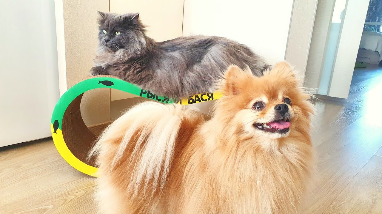 Миссия Шпица - доставить подарок коту!