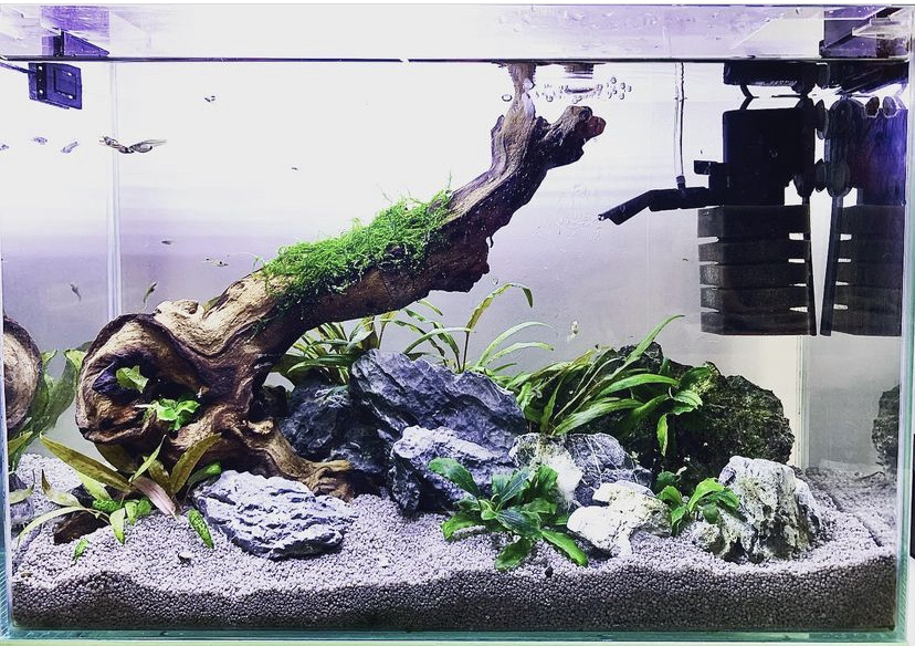 Аквариум 18.02.2022                  #Аквариум  #аквариумистика  #аквас  #аквамир  #aquarium