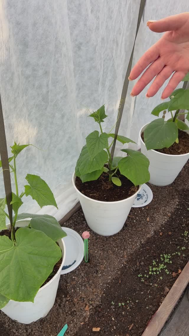 Ранний урожай огурцов - это просто