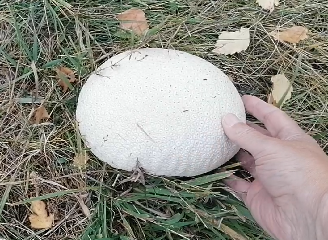 Супер гриб дождевик. Яйца дракона #shorts