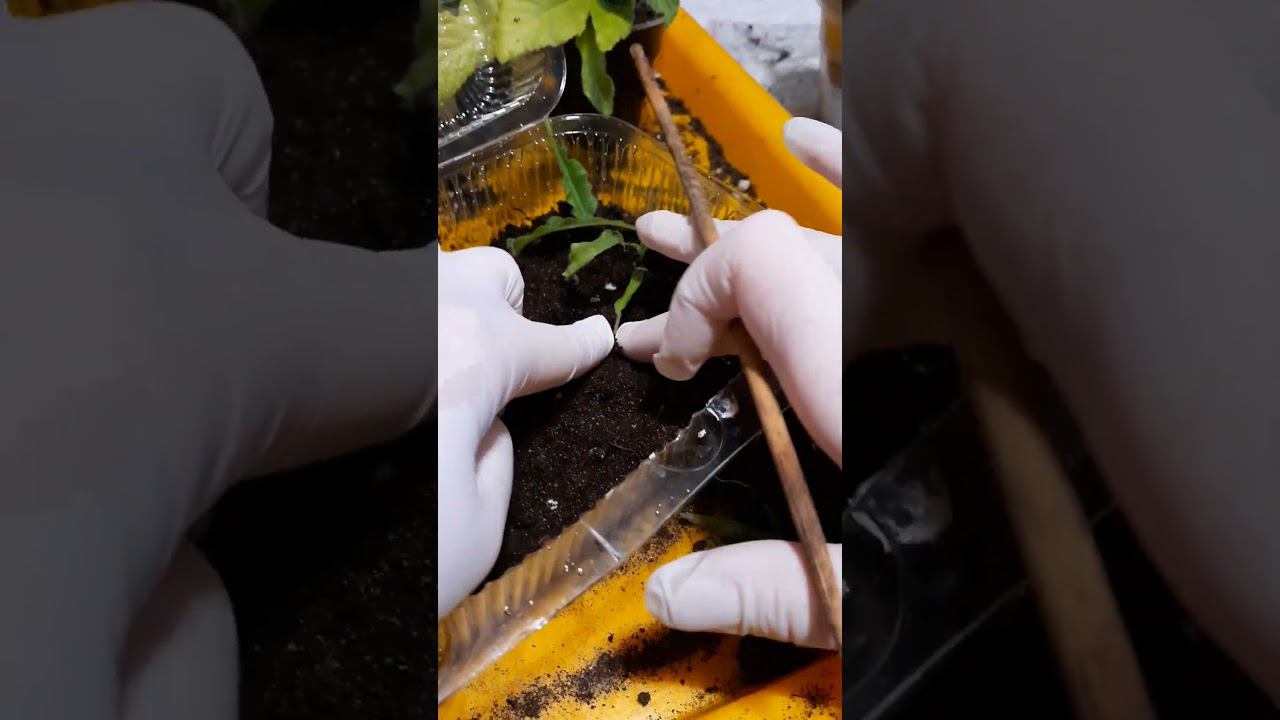 Пикировка сеянцев стрептокарпуса #shots