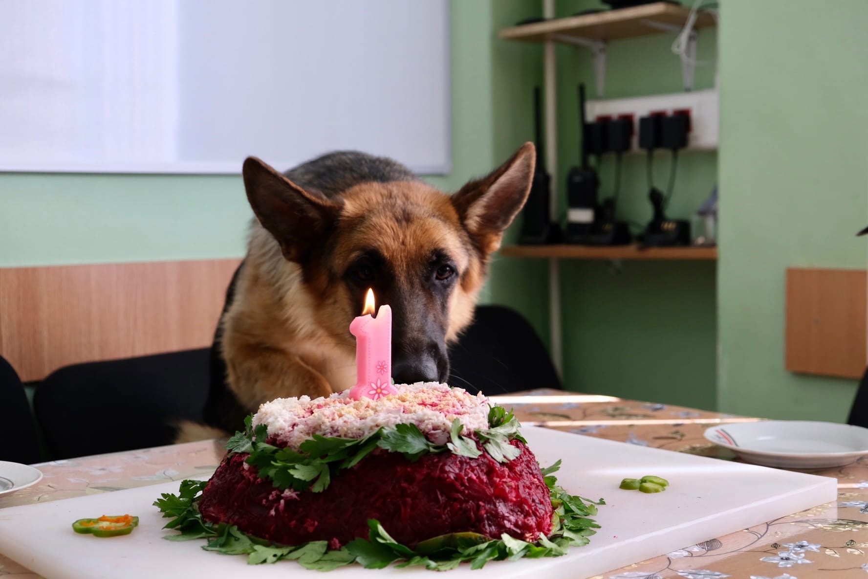 Немецкая овчарка по кличке Руна сегодня отметила свой первый день рождения