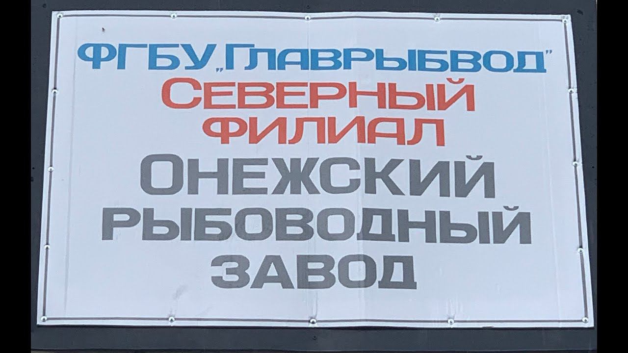 ФОРЕЛЬ, КУМЖА, СЁМГА | Разведение и Воспроизведение | Посещение Рыбоводного завода!