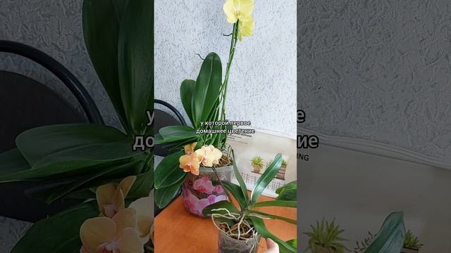 Самая большая в моей коллекции💛 #орхидеи #фаленопсис 💛Феррара #цветение #цветы #растения #shorts