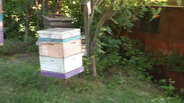 Пчёлки 79. Пасека 31 июля 2021г.