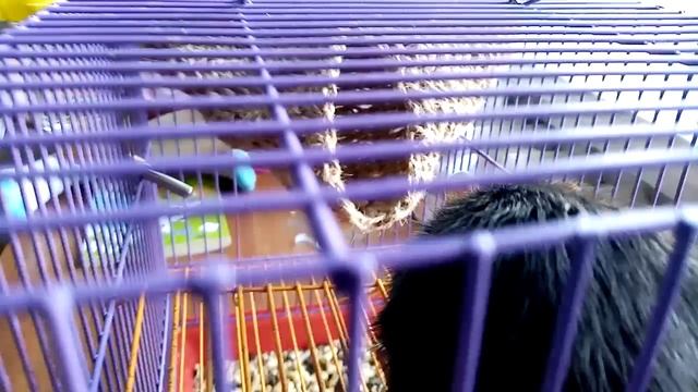 Связала гамак из джута для крысят. Макс и Селим исследуют обновку