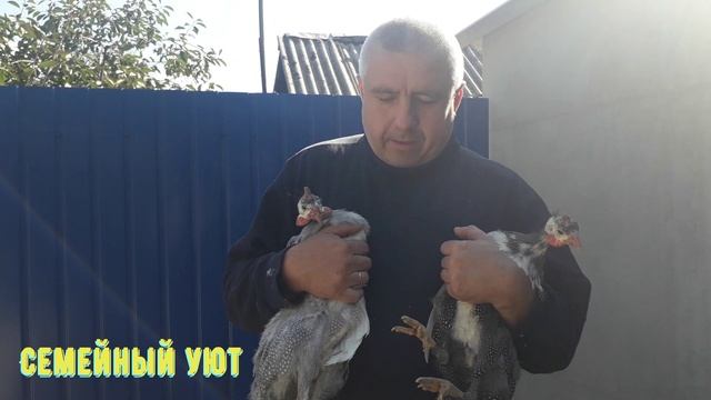 Цесарки. Как отличить самца от самки. Несколько способов..mp4